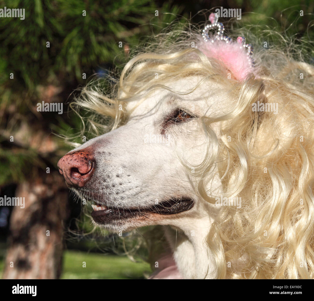 Dog wearing wig and tiara Stock Photo - Alamy