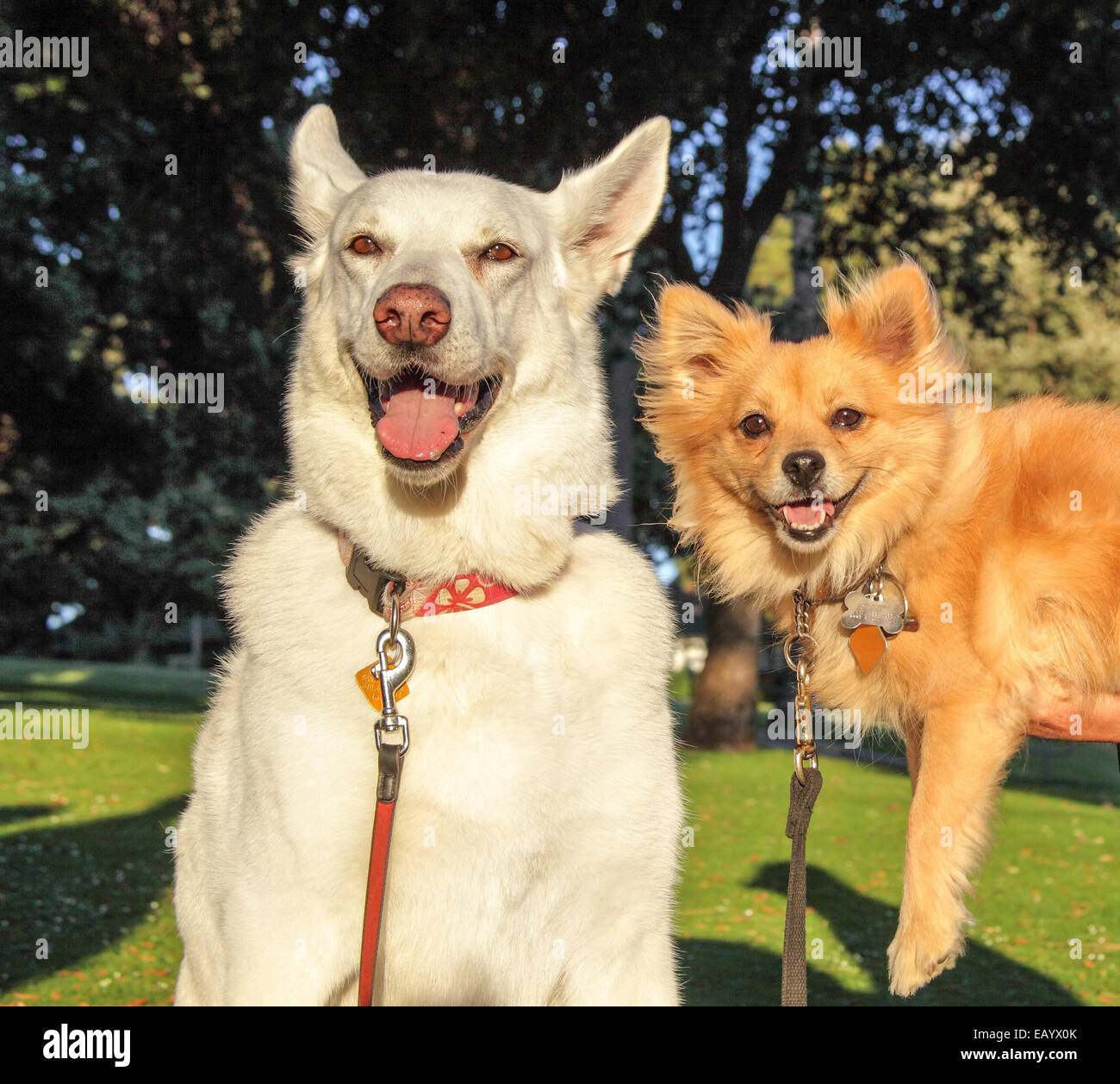 Canine Buddies High Resolution Stock Photography and Images - Alamy