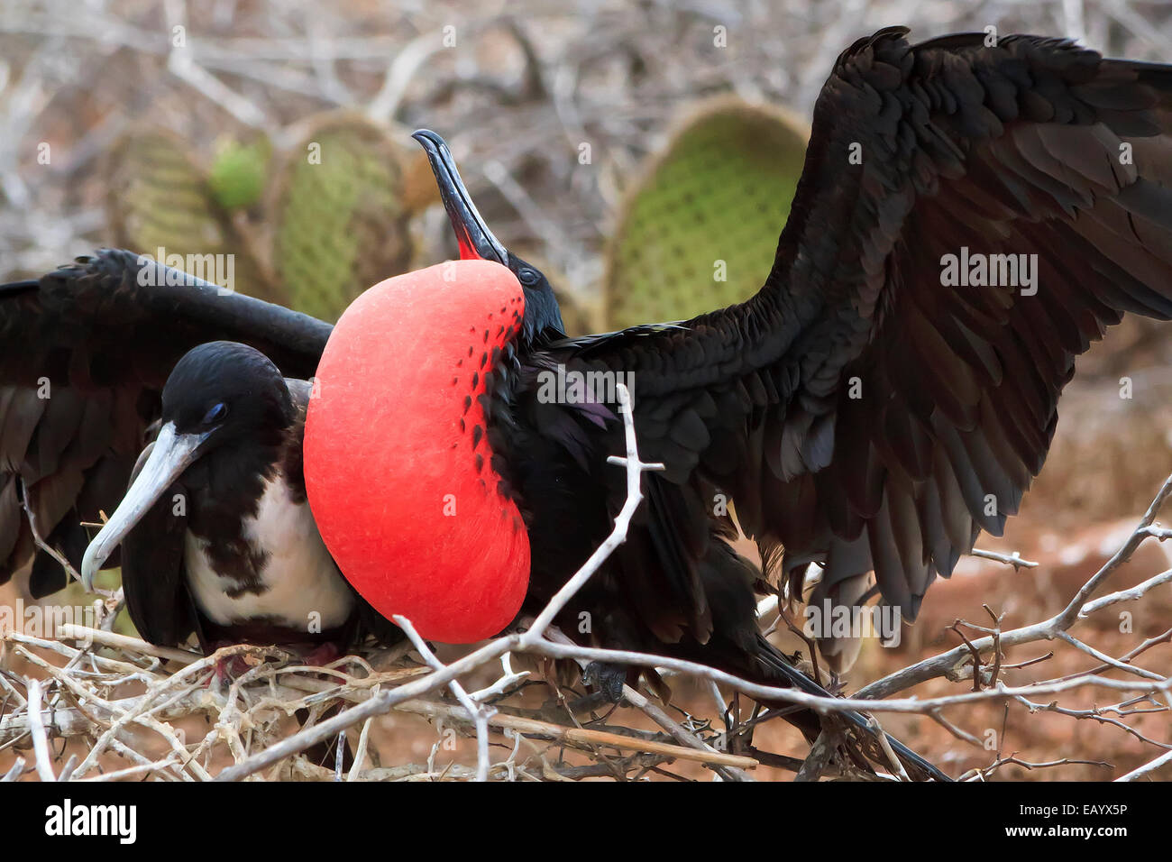 Frigate birds hi-res stock photography and images - Alamy