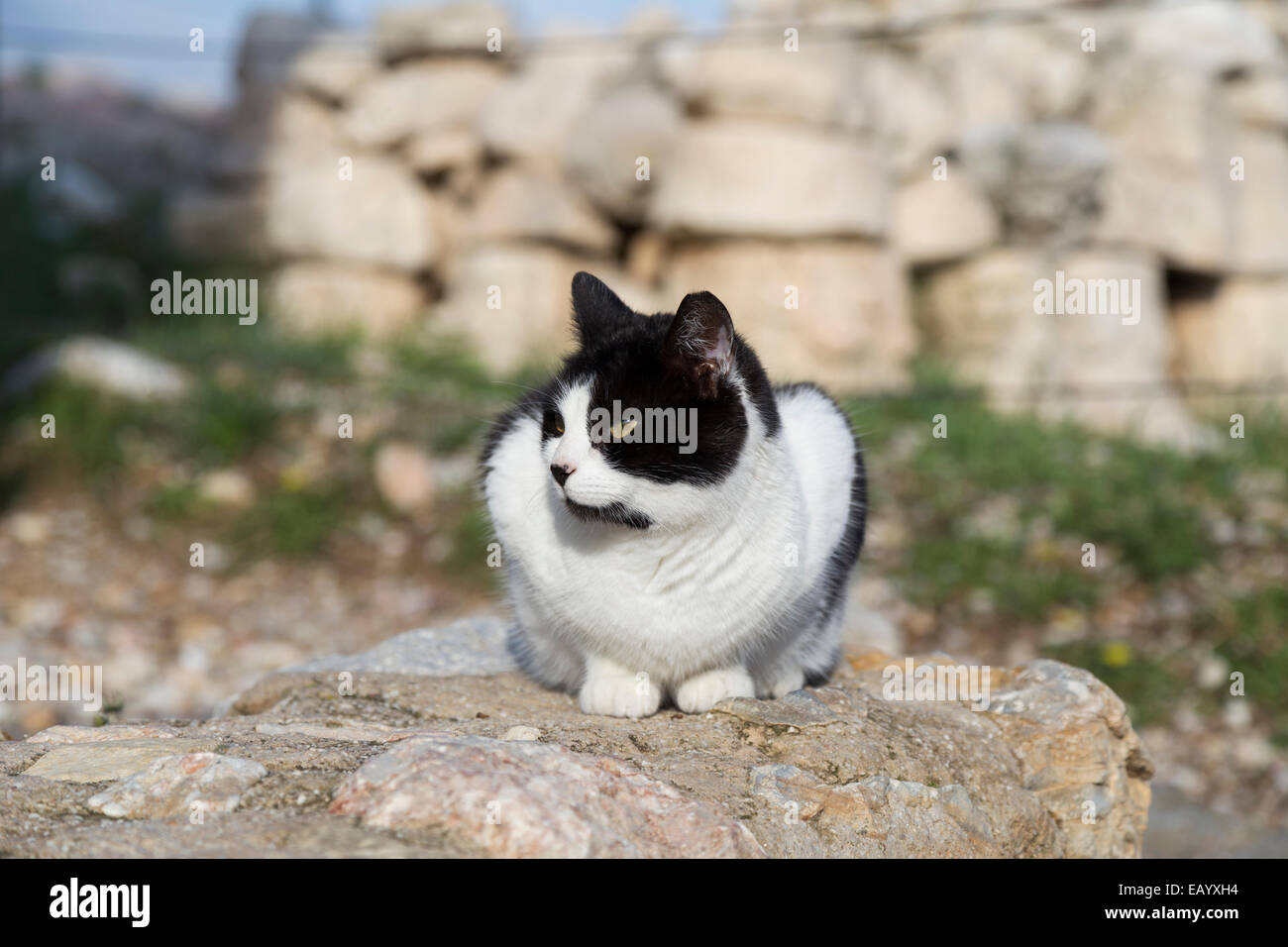 Greece, Athens, wild cat at the Acropolis Stock Photo - Alamy
