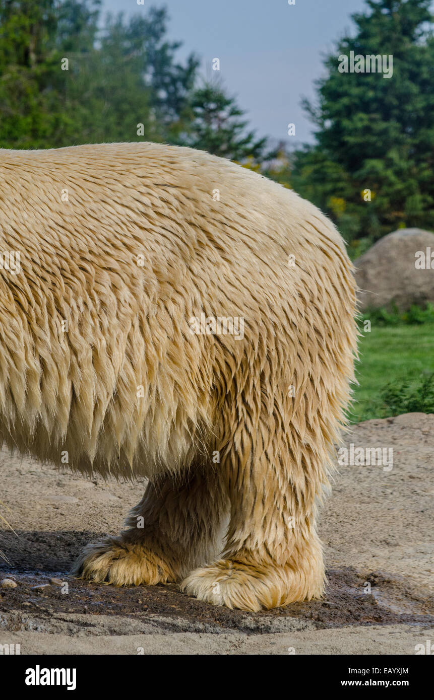 A white polar bear hides behind a wall revealing her backside Stock ...