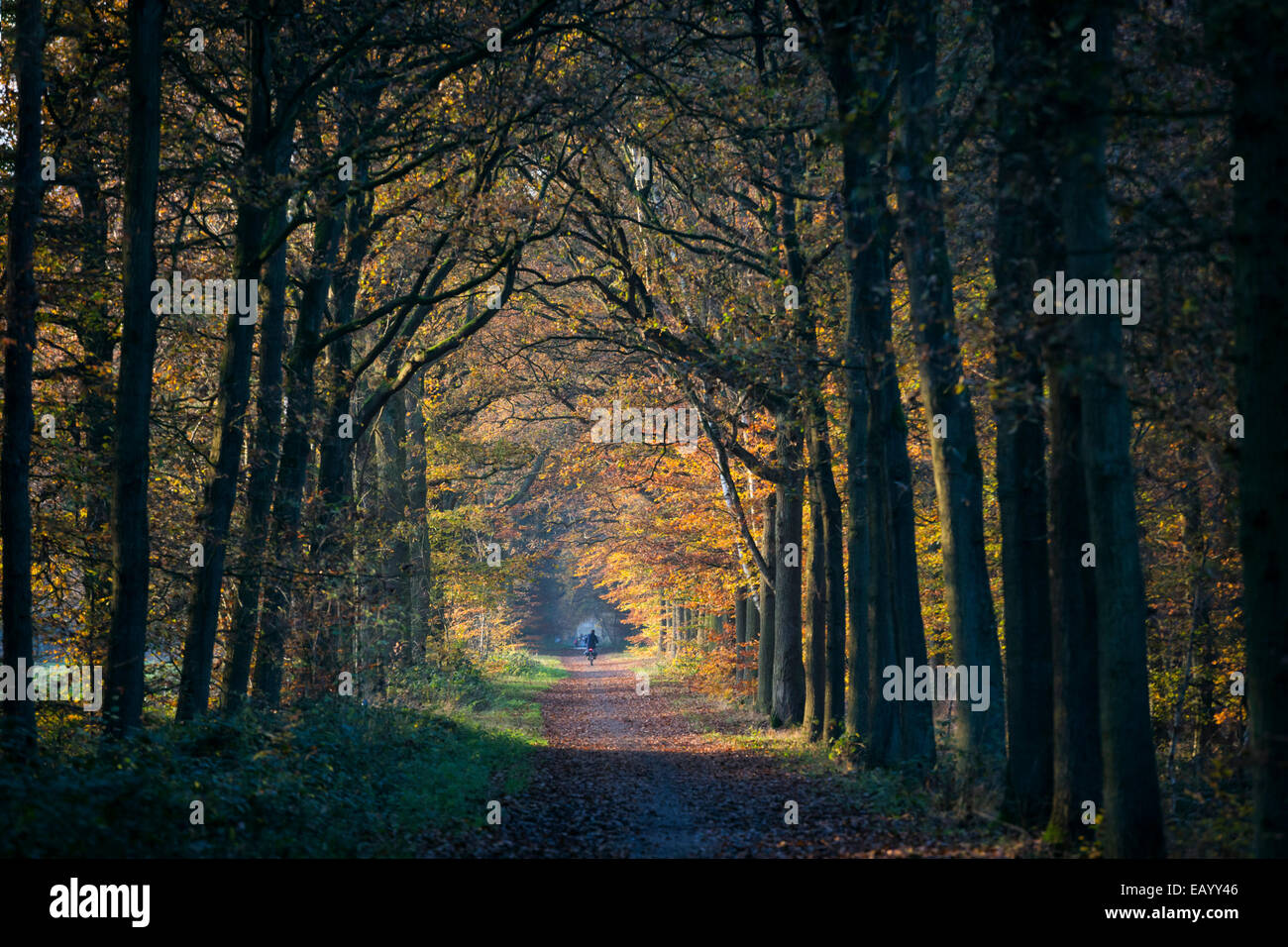 Woman biking in an autumn lawn with a very low sun and dramatic shadow ...