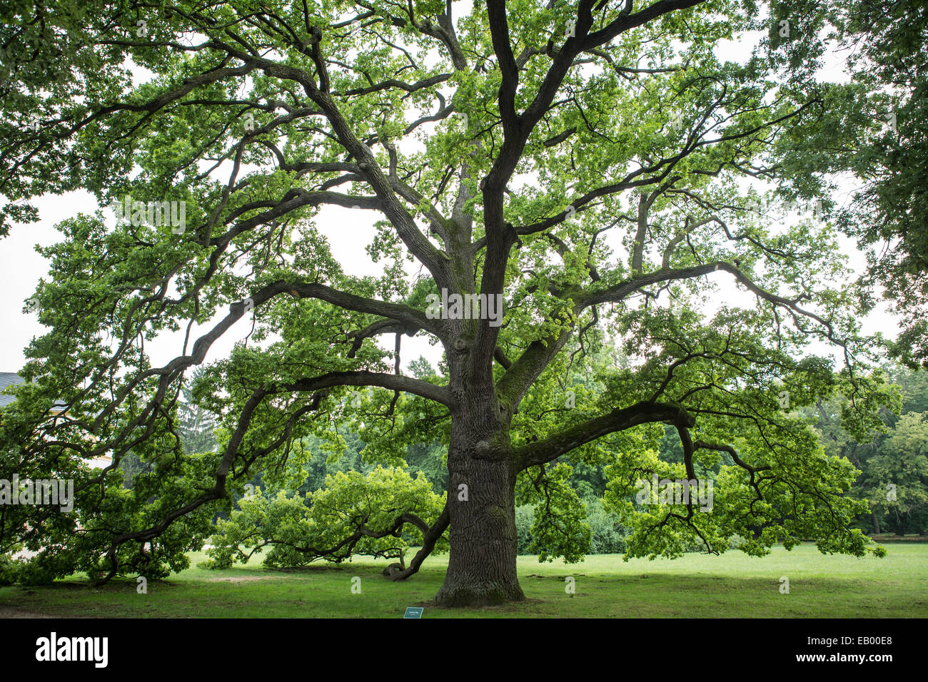 Giant Oak tree in summer with leaves in a park Stock Photo - Alamy