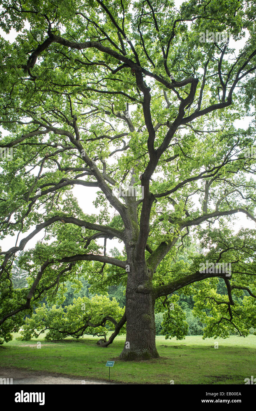 Giant Oak tree in summer with leaves in a park Stock Photo - Alamy
