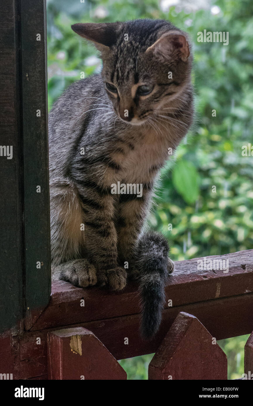 A pensive cat in Santo Antonio, Príncipe (São Tomé and Príncipe, Gulf ...
