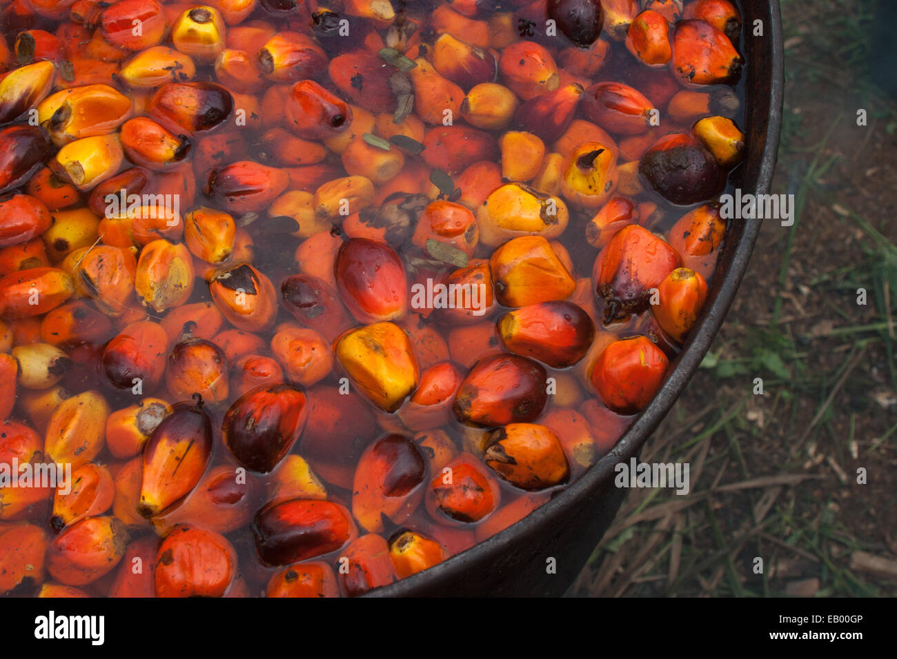 Traditional palm oil making technique Stock Photo - Alamy
