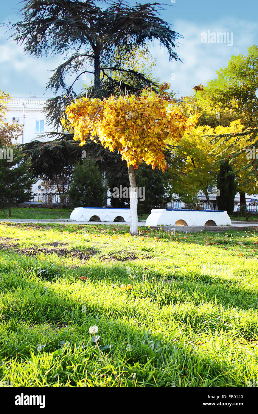 Square bushes hi-res stock photography and images - Alamy