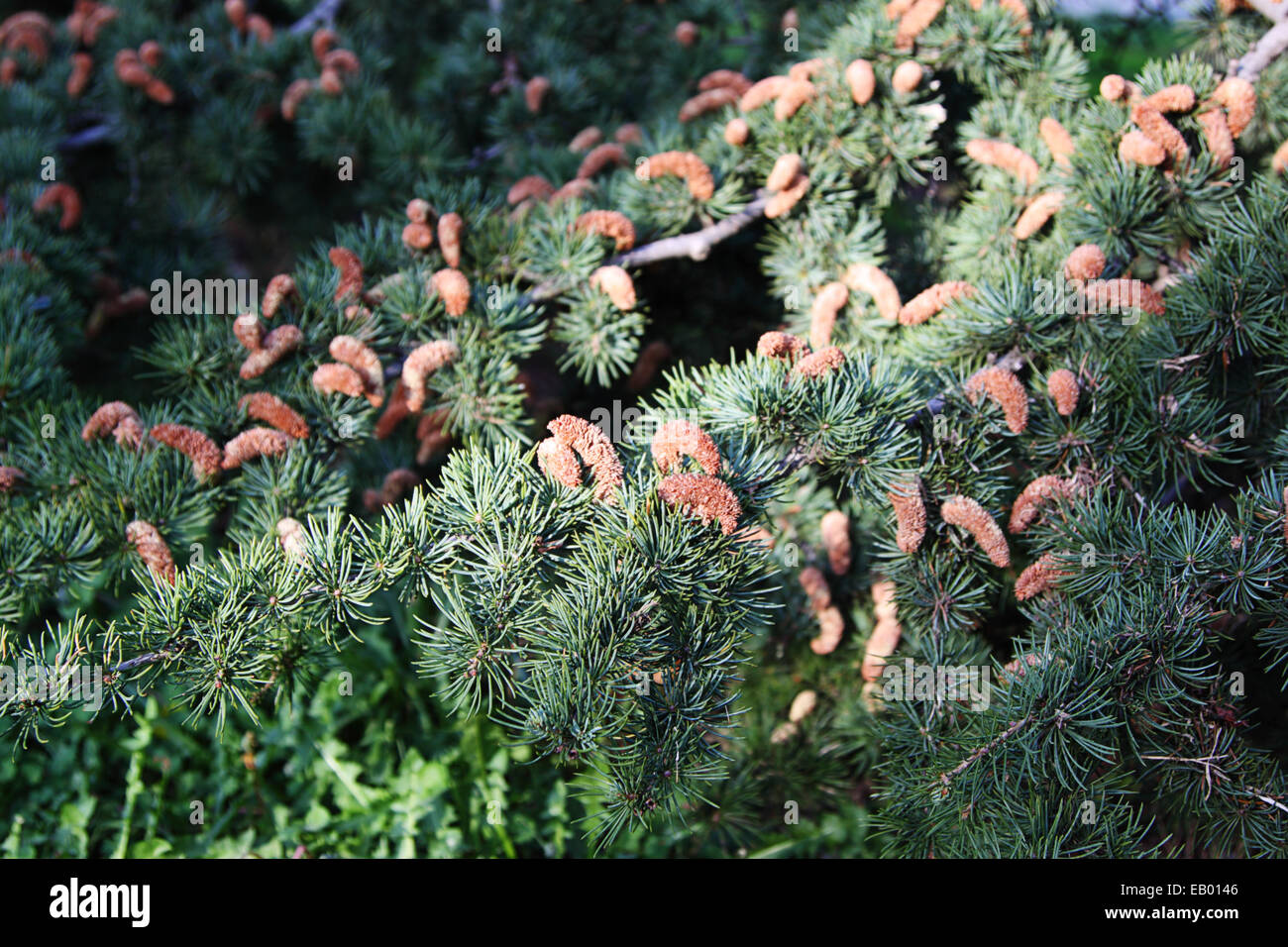 The branch of spruce Stock Photo - Alamy