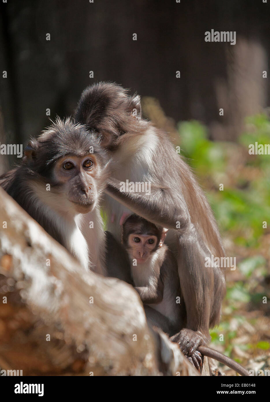 Mangabey monkeys hi-res stock photography and images - Alamy
