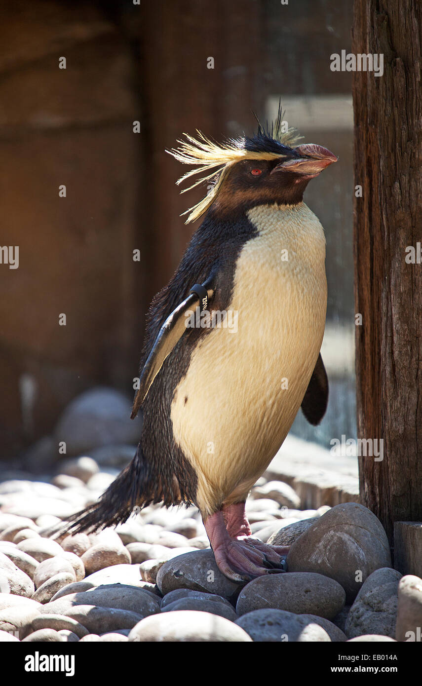 Rock Hopper Penguin standing proud Stock Photo - Alamy