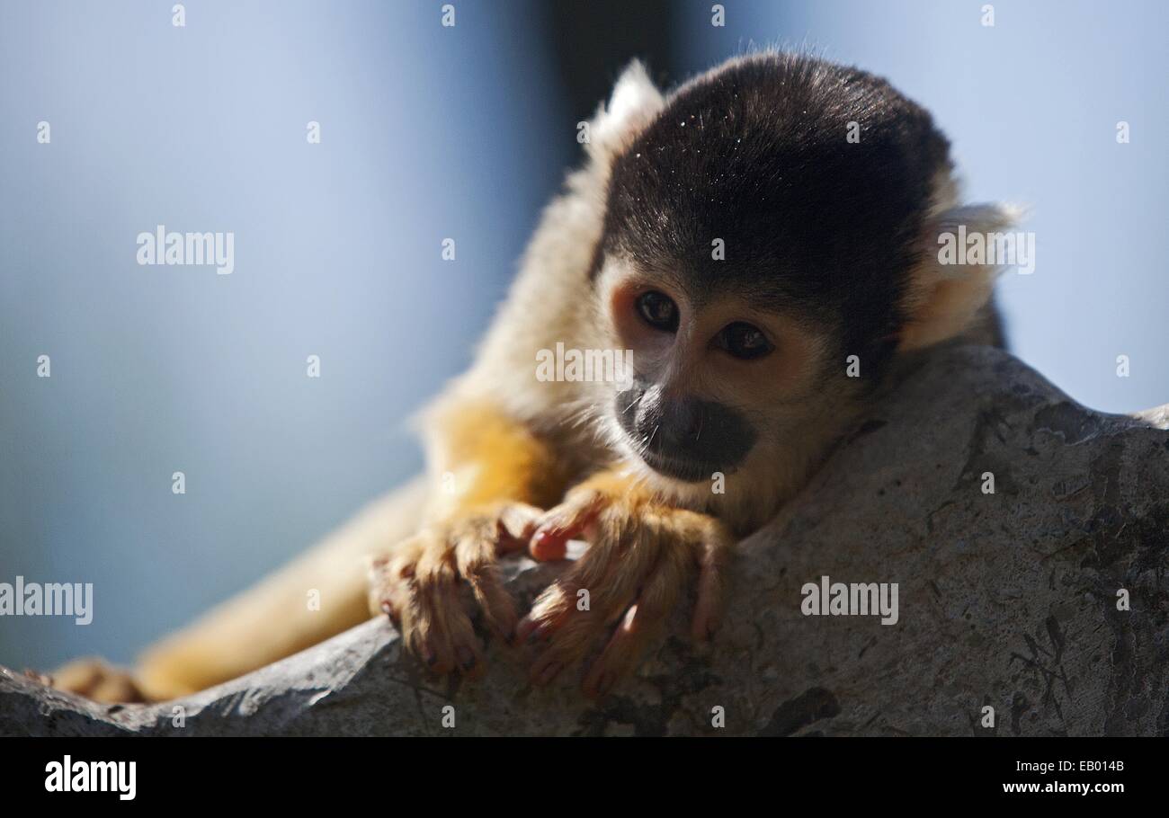 Squirrel Monkey enjoying the sun Stock Photo - Alamy