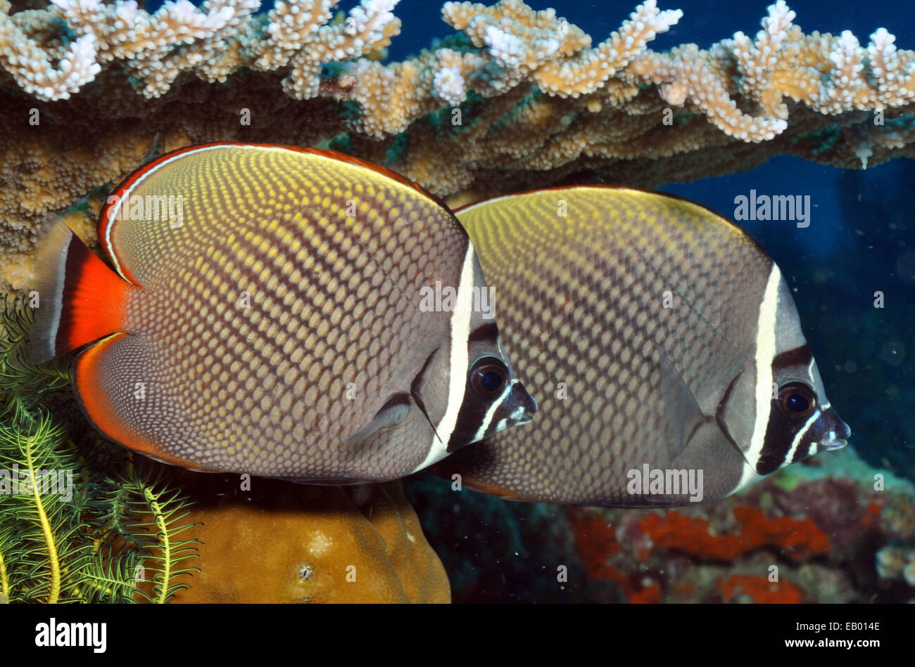 Two butterfly fishes Stock Photo - Alamy