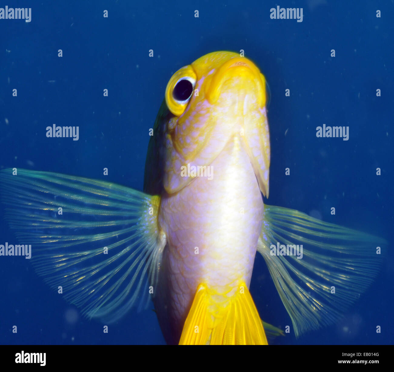 Lemon fish hi-res stock photography and images - Alamy