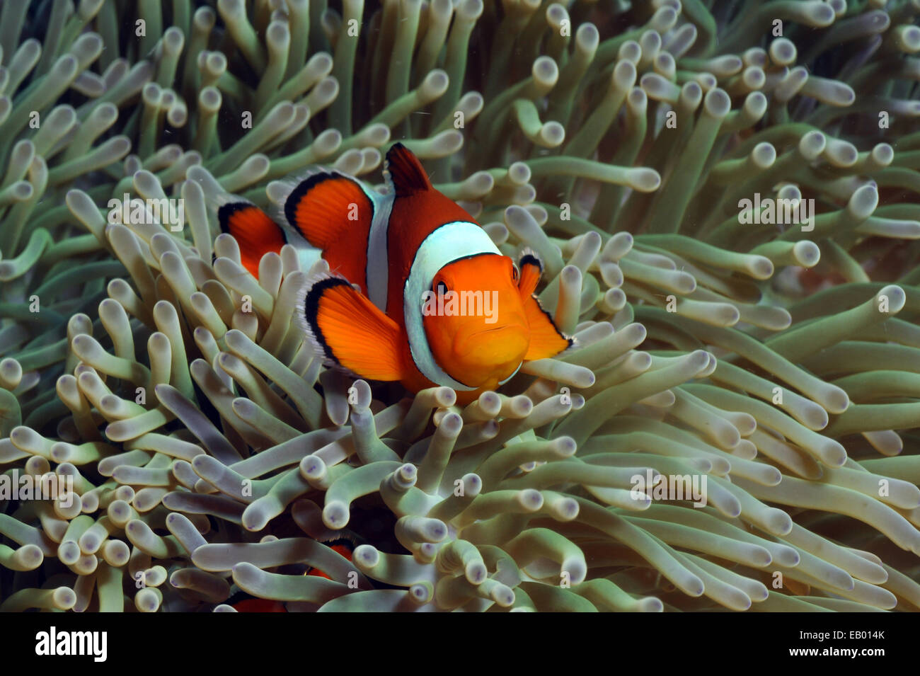 Underwater clown fish hi-res stock photography and images - Alamy