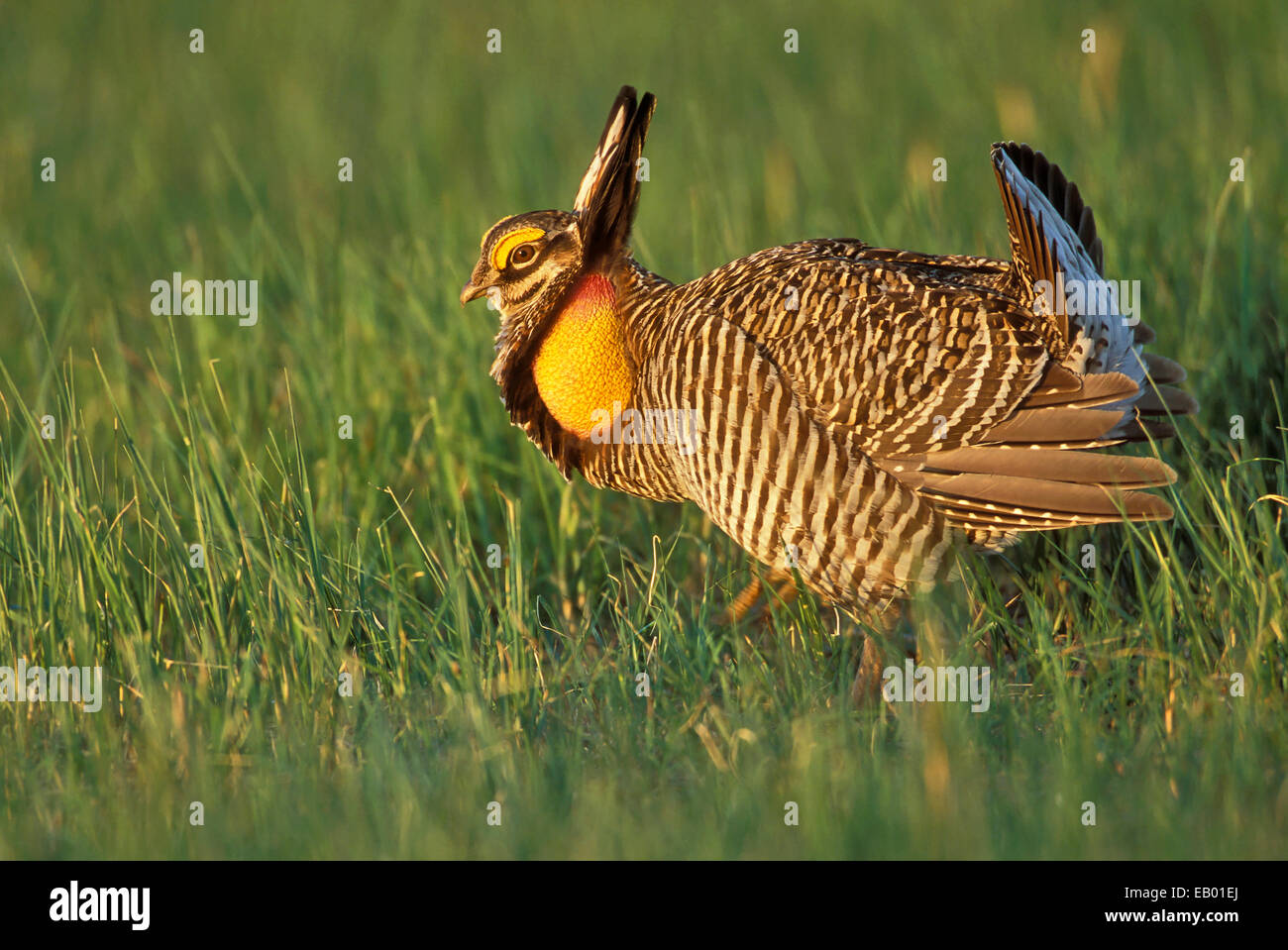 Greater Prairie Chicken High Resolution Stock Photography and Images ...