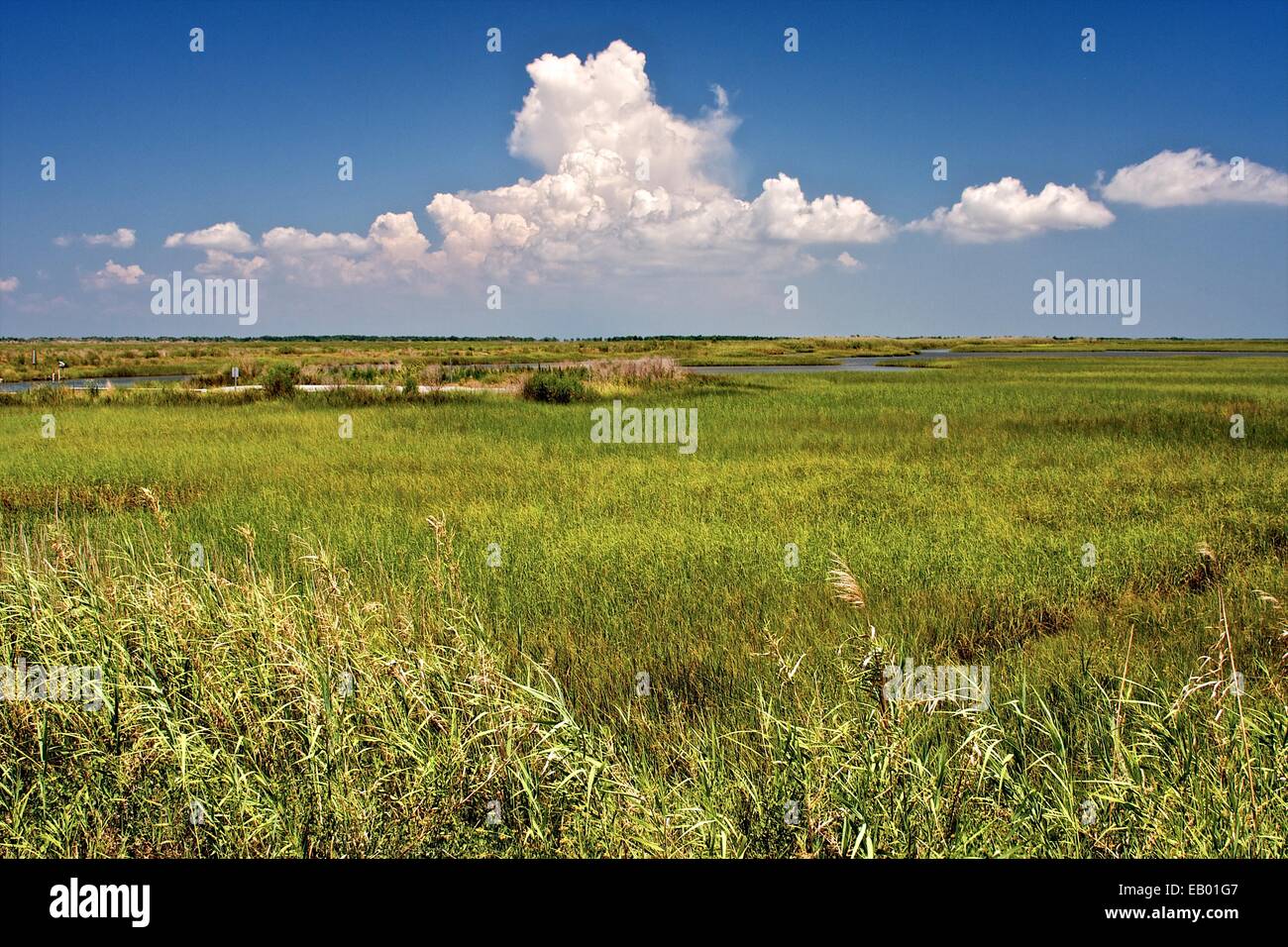 Healthy wetlands in Cameron Parish, Louisiana, USA Stock Photo - Alamy