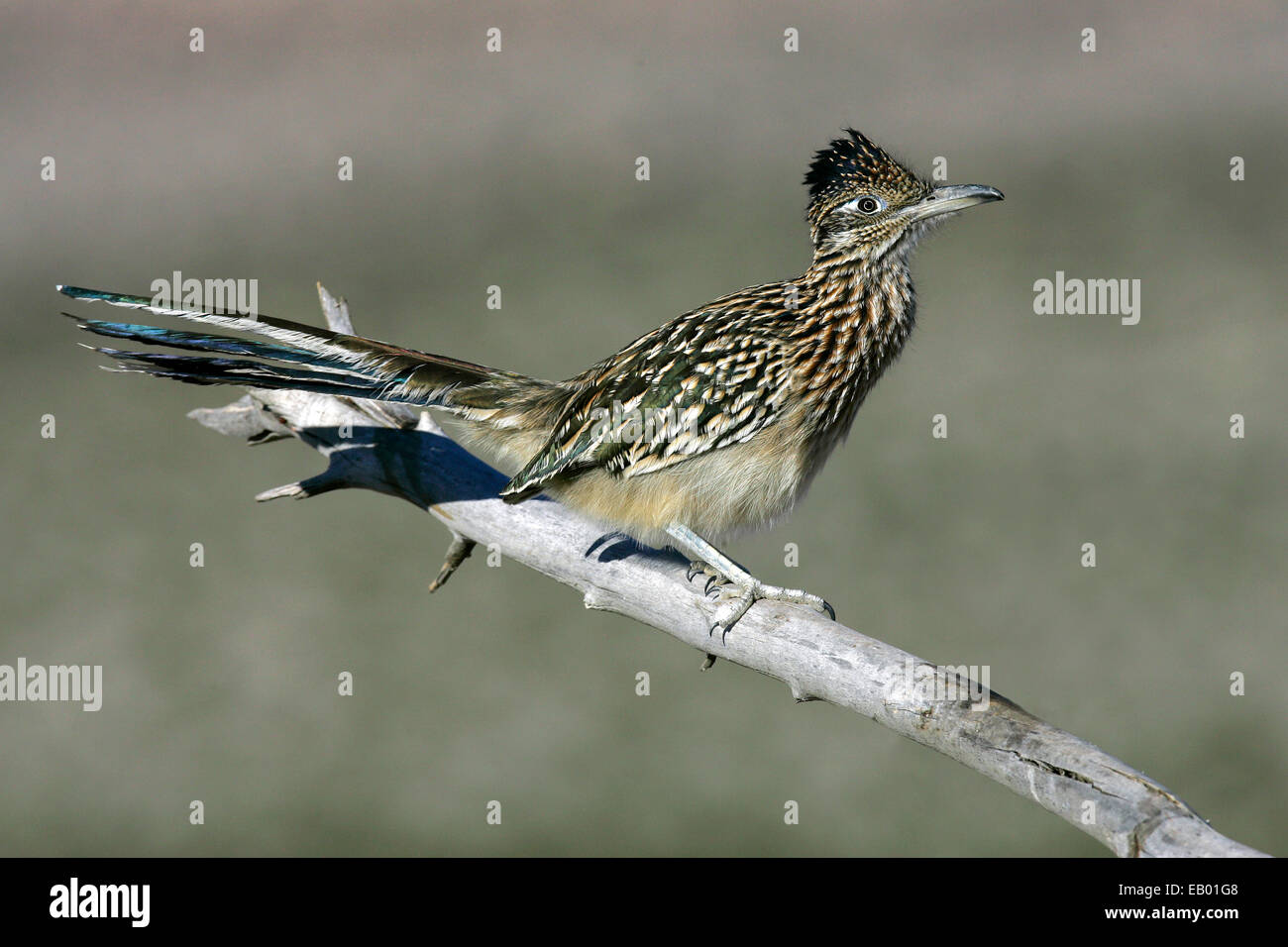 Greater Roadrunner - Geococcyx californianus Stock Photo - Alamy