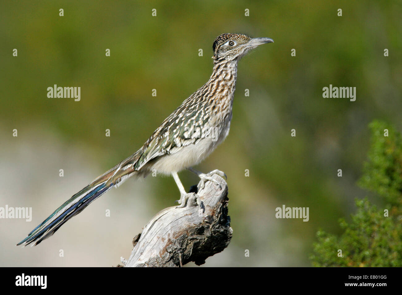 Greater Roadrunner - Geococcyx californianus Stock Photo - Alamy