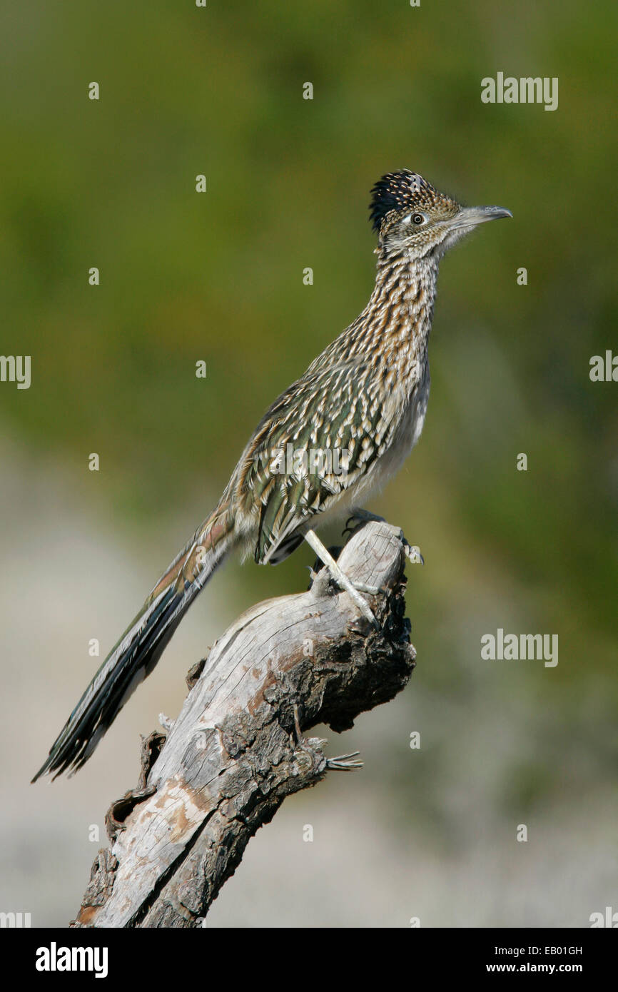 Greater Roadrunner - Geococcyx californianus Stock Photo - Alamy