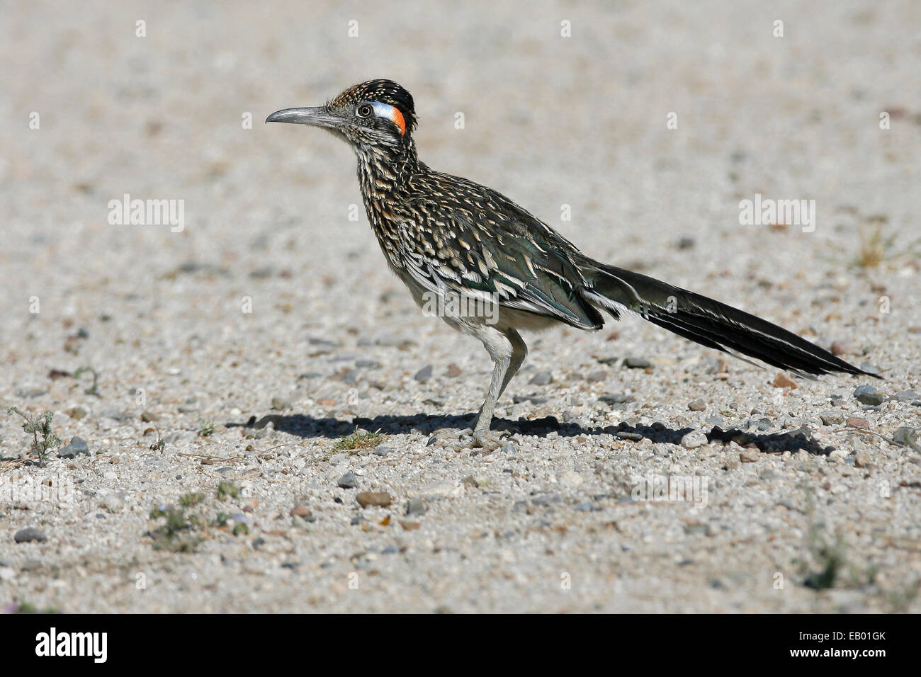 Greater Roadrunner - Geococcyx californianus Stock Photo - Alamy