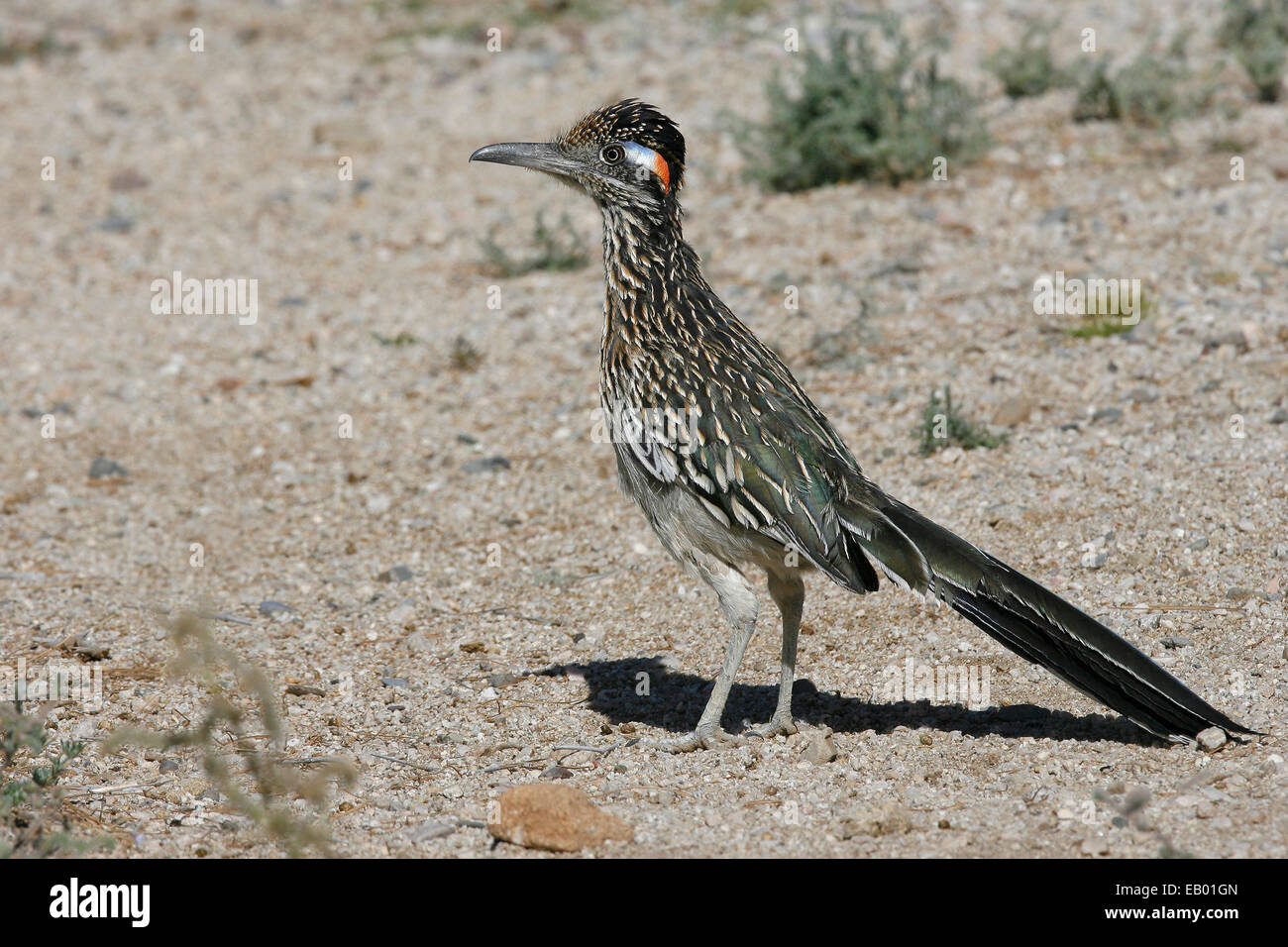 Greater Roadrunner - Geococcyx californianus Stock Photo - Alamy