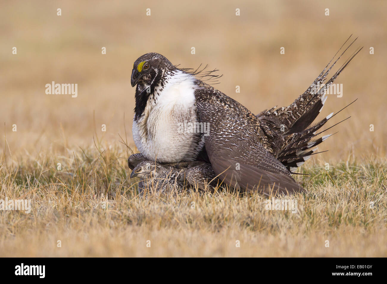 Greater Sage-Grouse - Centrocerus urophasianus - mating pair Stock ...