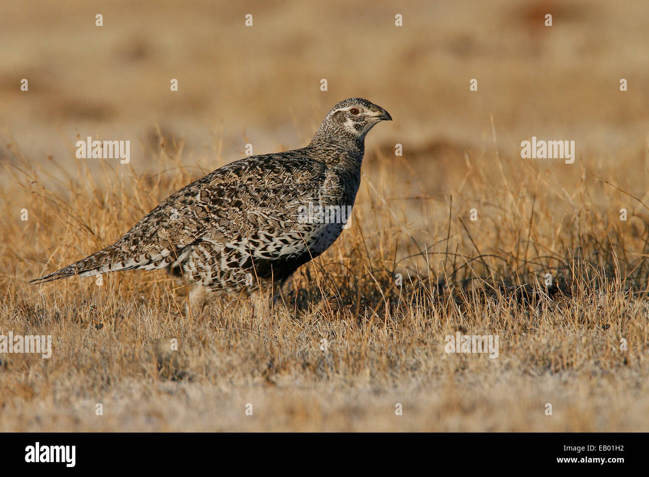Urophasianus hi-res stock photography and images - Alamy