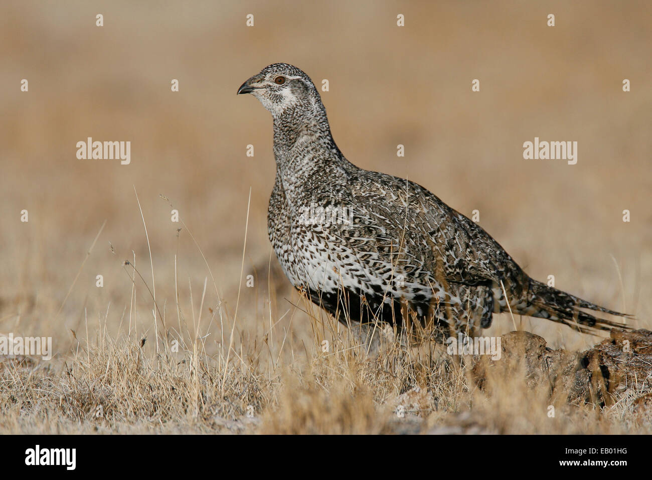 Female sage grouse hi-res stock photography and images - Alamy
