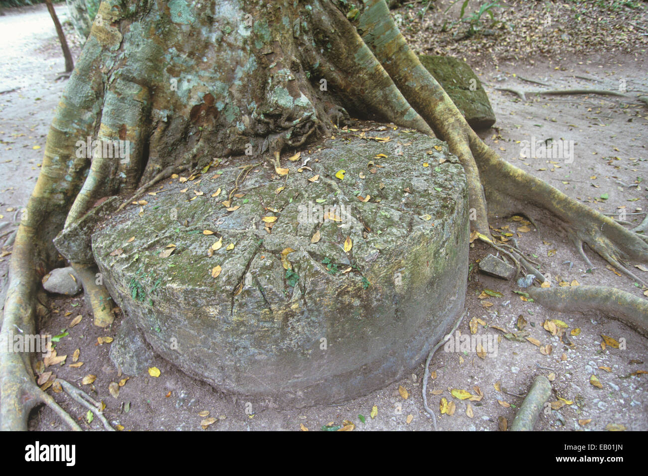 Roots of a ceiba tree embrace an ancient altar stone at Tikal National ...