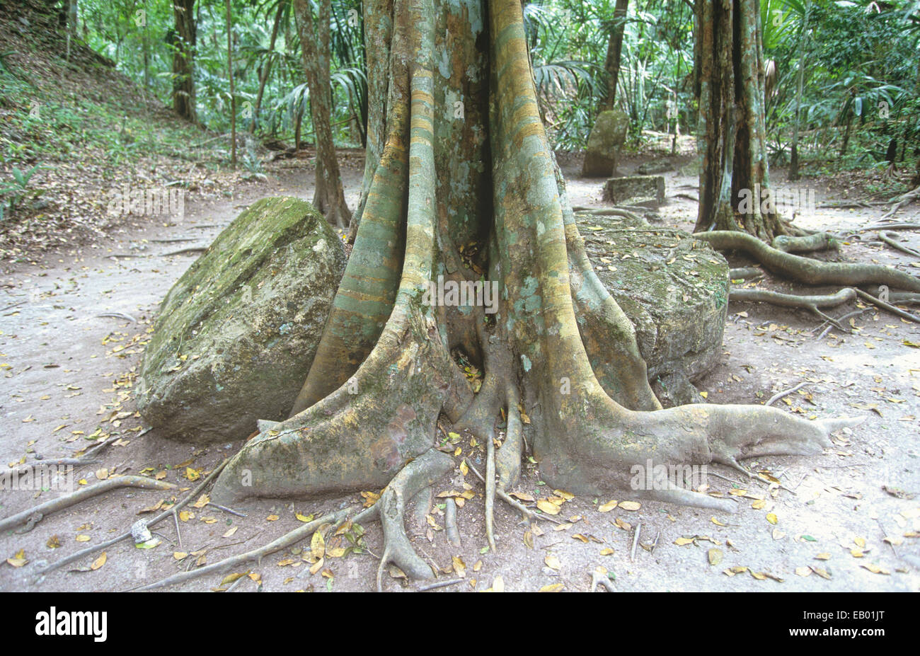 Roots of a ceiba tree embrace an ancient altar stone at Tikal National ...