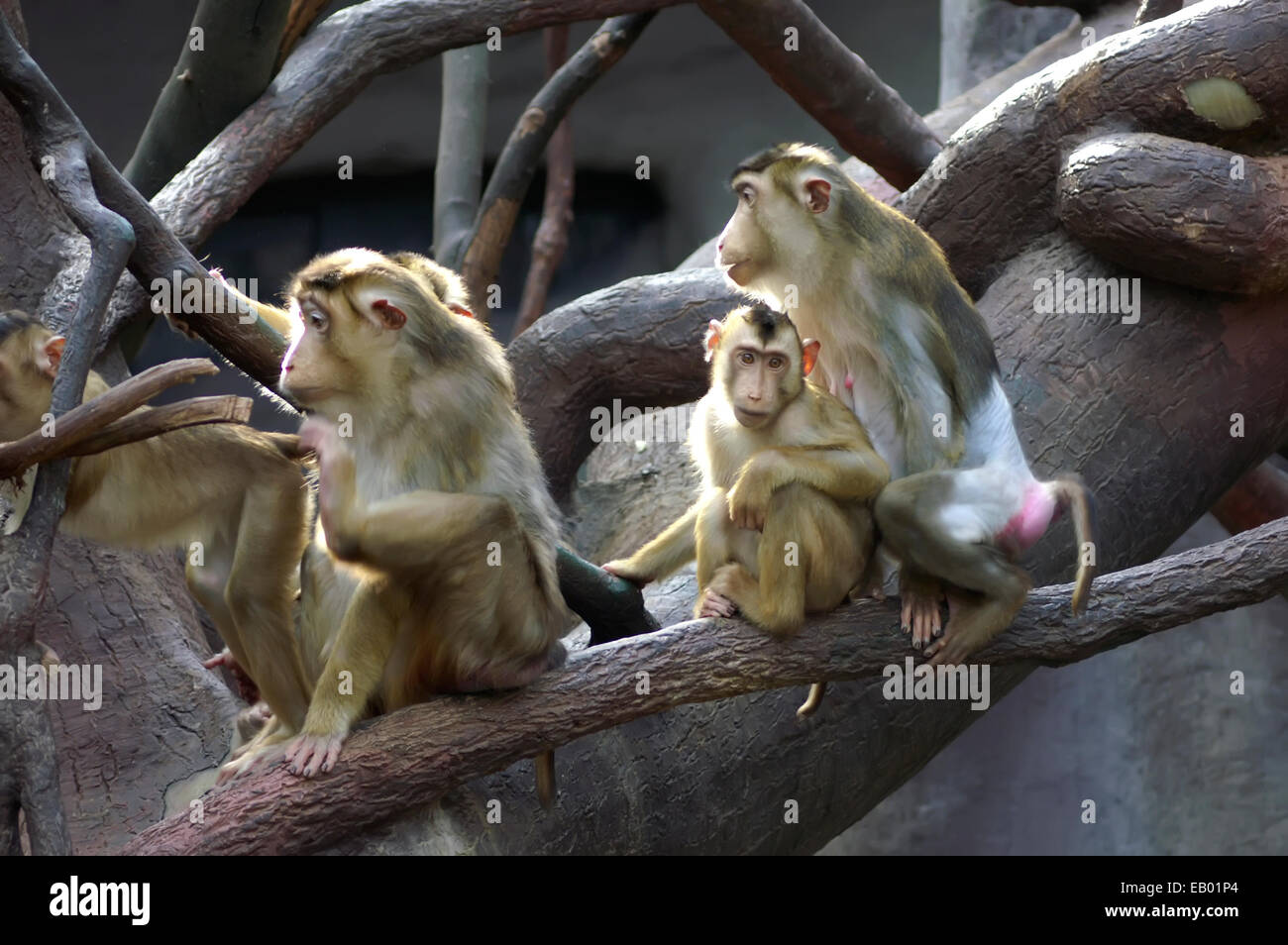 Family japanese macaques snow hi-res stock photography and images - Alamy