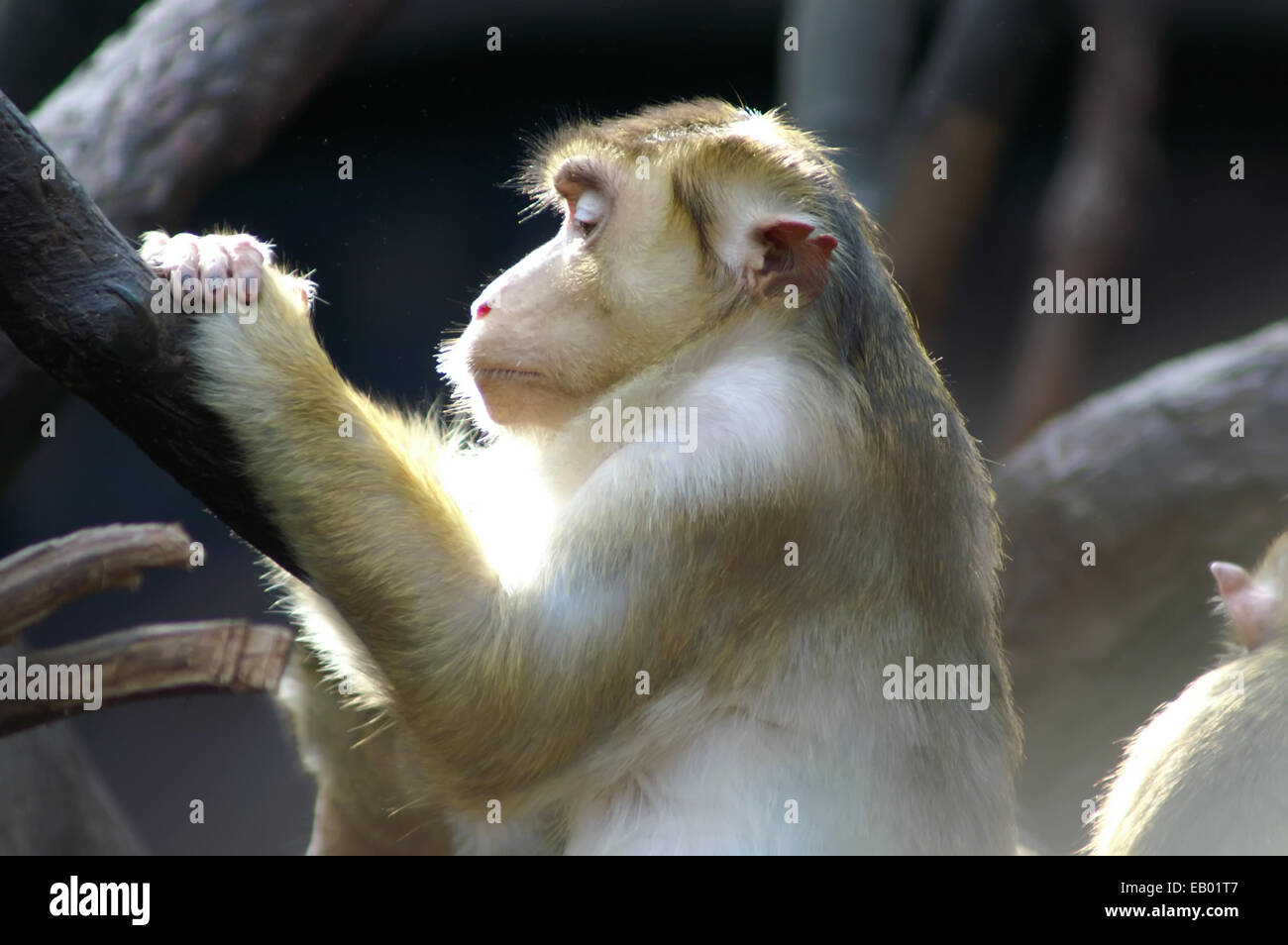 Portrait funny praying young hi-res stock photography and images - Alamy