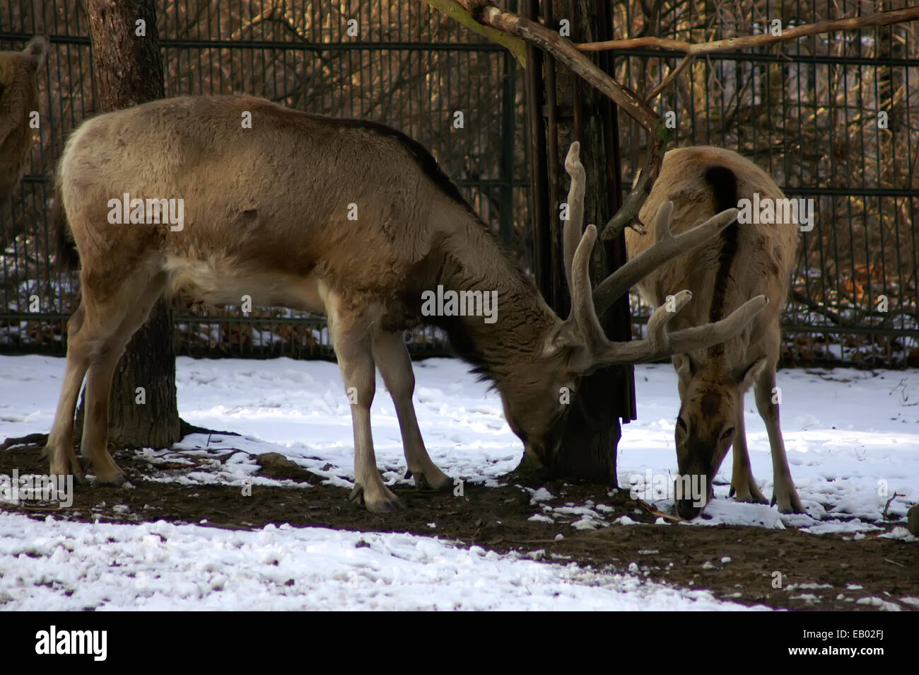 Manitoban elk, Cervus canadensis manitobensis Stock Photo - Alamy