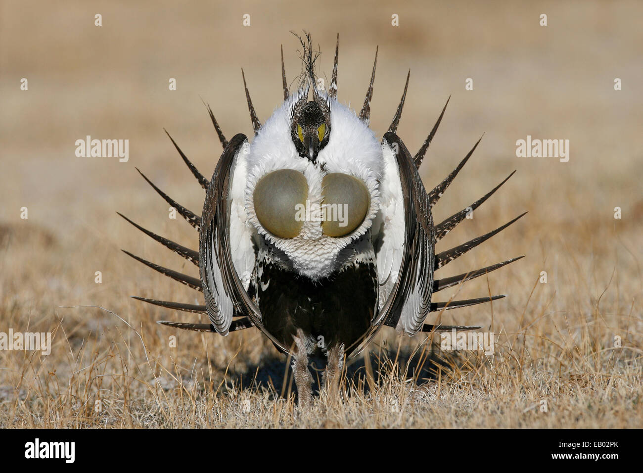 Greater Sage-Grouse - Centrocerus urophasianus - male Stock Photo - Alamy