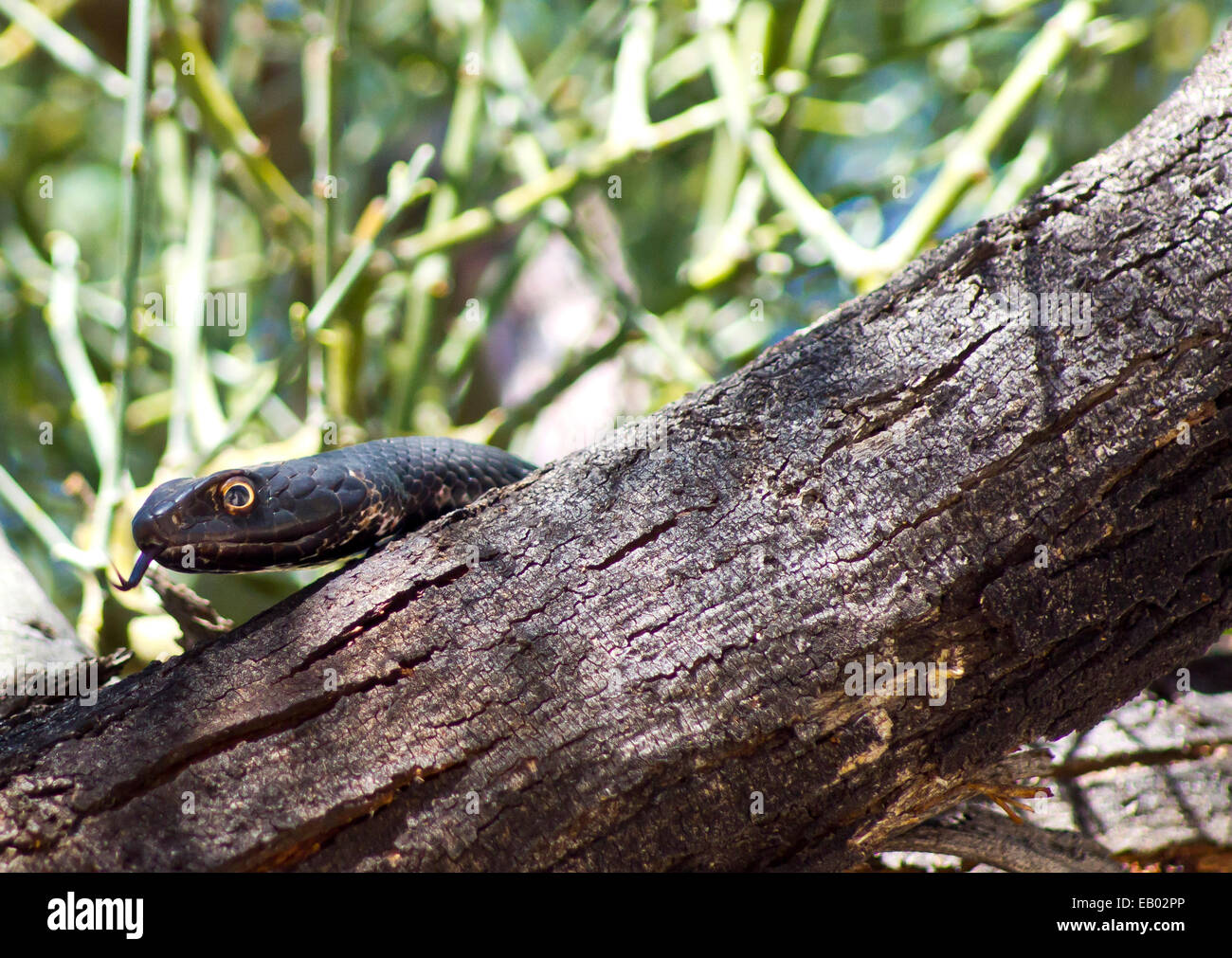 A black coachwhip snake slithers head showing over a tree hi-res stock ...