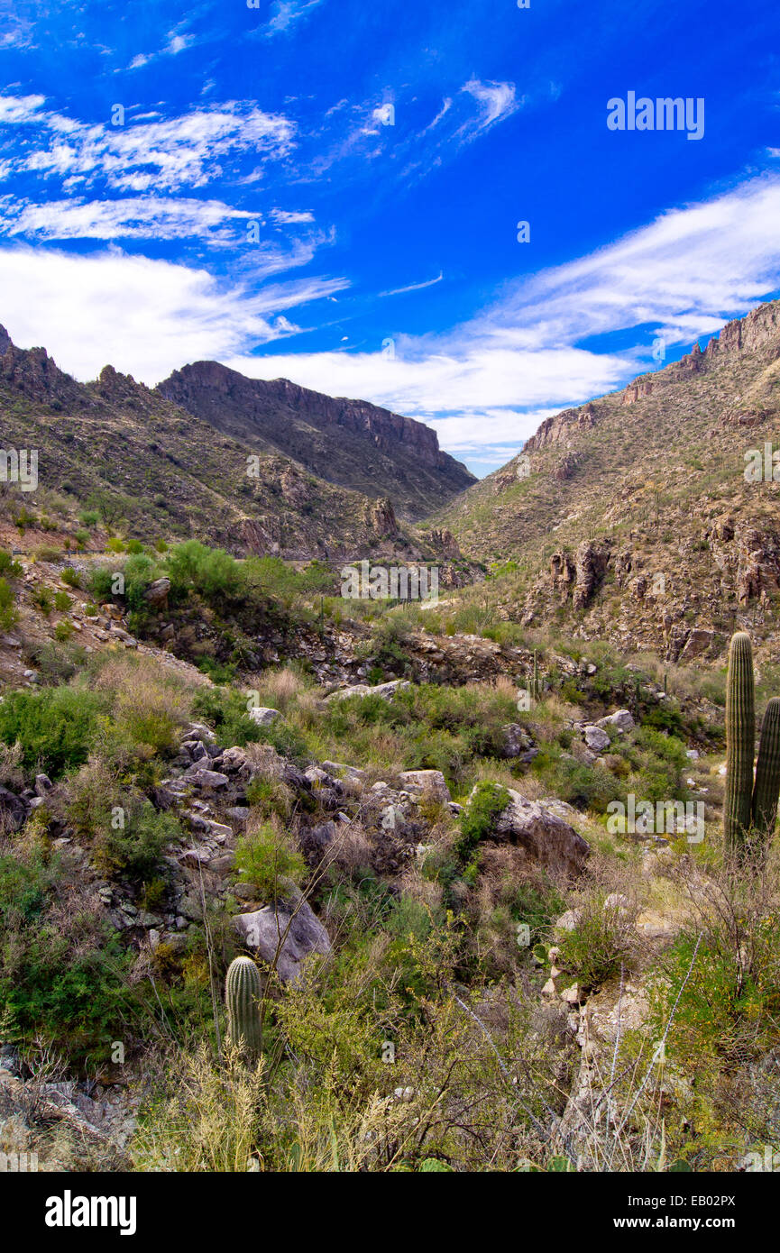 Wispy desert trees hi-res stock photography and images - Alamy