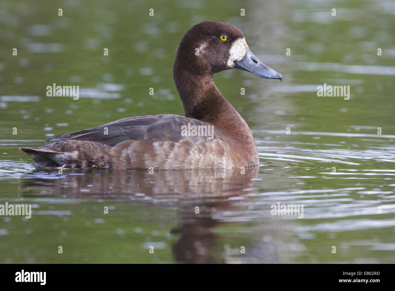 Adult female scaup hi-res stock photography and images - Alamy