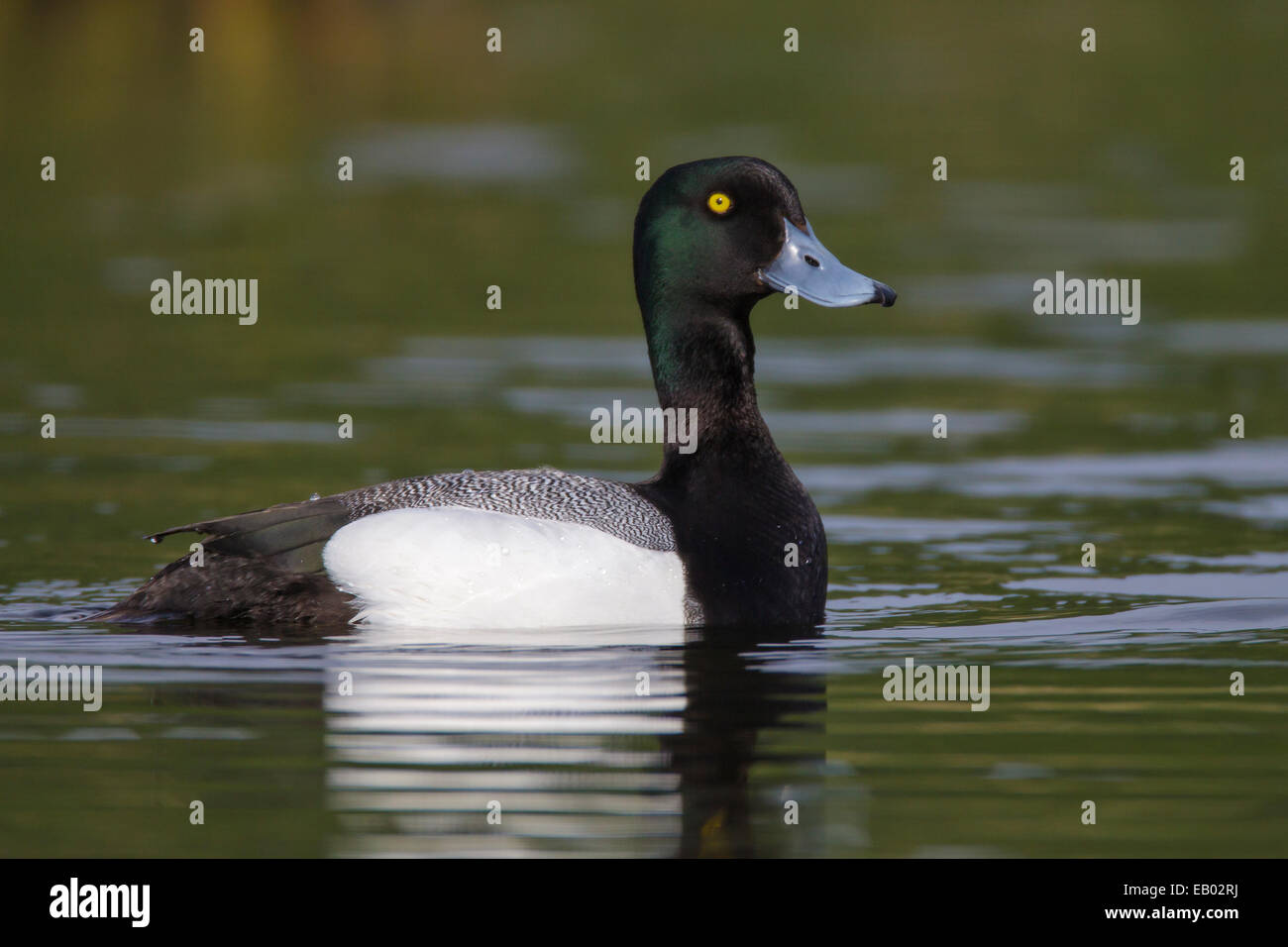 Greater Scaup - Aythya marila - male Stock Photo - Alamy