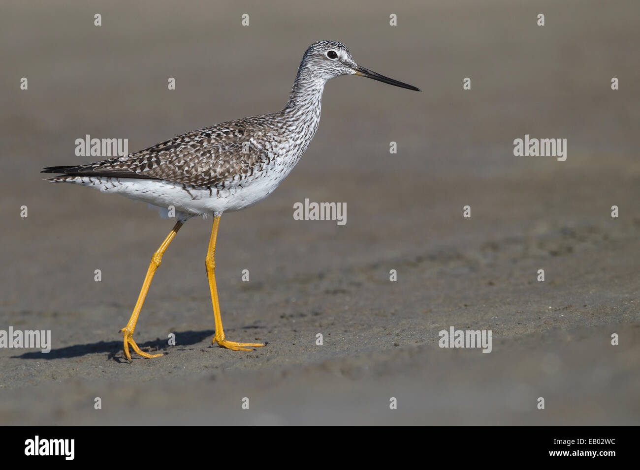 Greater Yellowlegs - Tringa melanoleuca - breeding adult Stock Photo ...