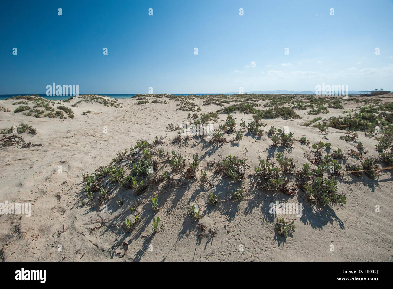 Small desert bushes growing on beach coastal sand dune Stock Photo - Alamy