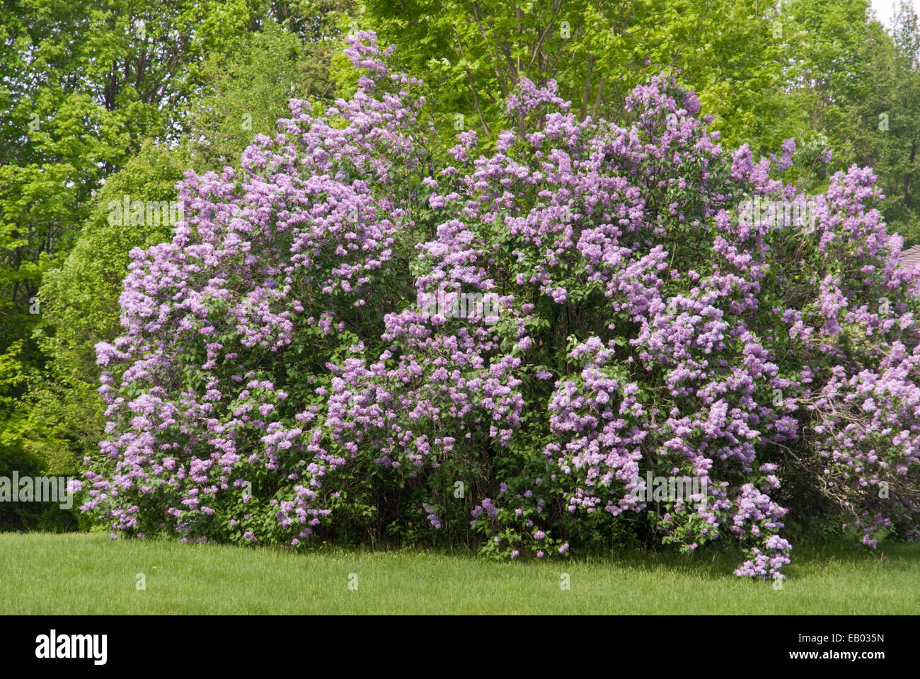Lilac tree hi-res stock photography and images - Alamy
