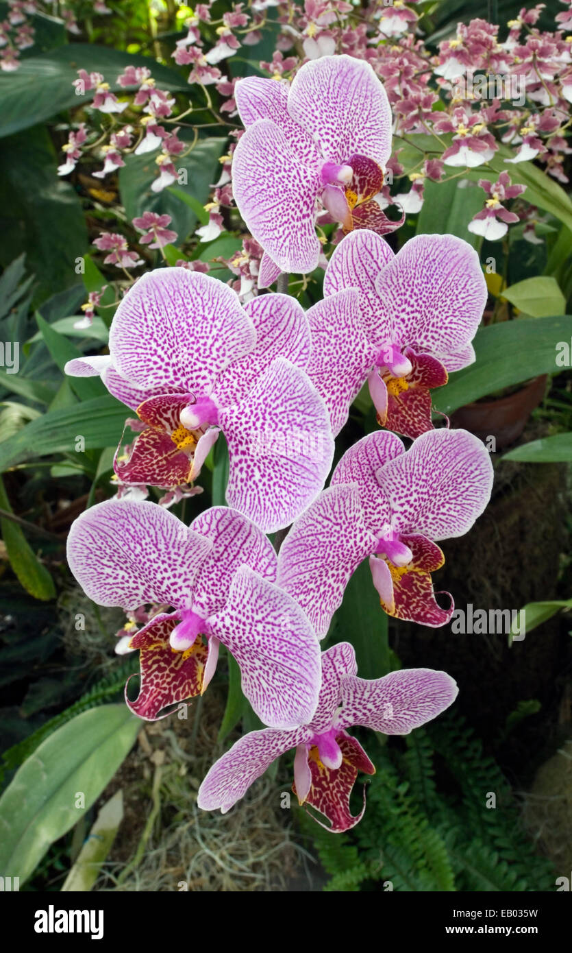 PHALAENOPSIS DOUBLE DELIGHT ORCHID Stock Photo - Alamy