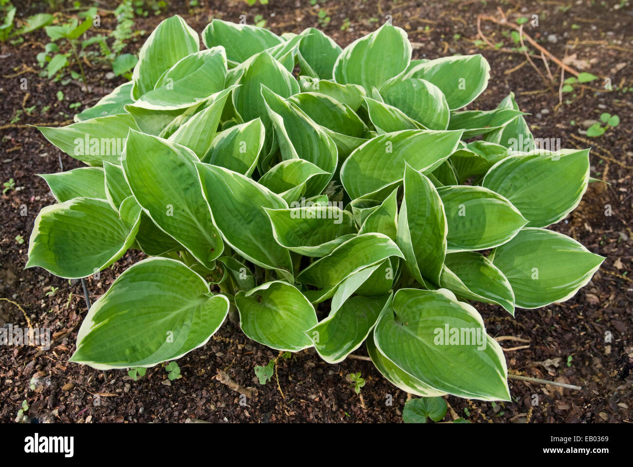 Hosta green white variegated leaves hi-res stock photography and images ...