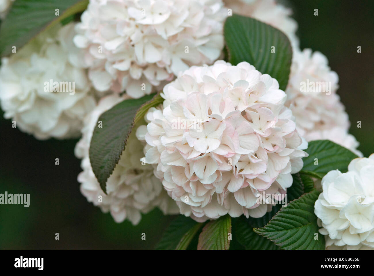 Japanese snowball flowers hi-res stock photography and images - Alamy