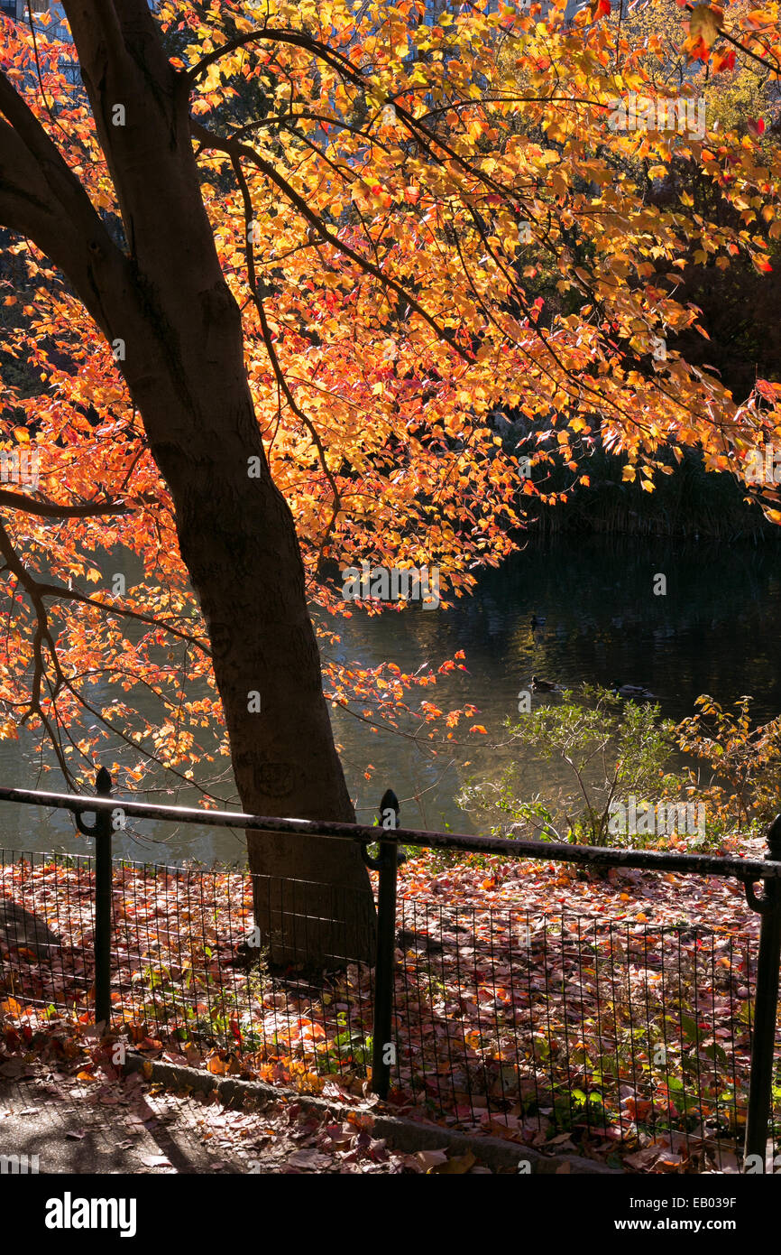 Leaves turning color in the fall in Central Park, New York City Stock ...