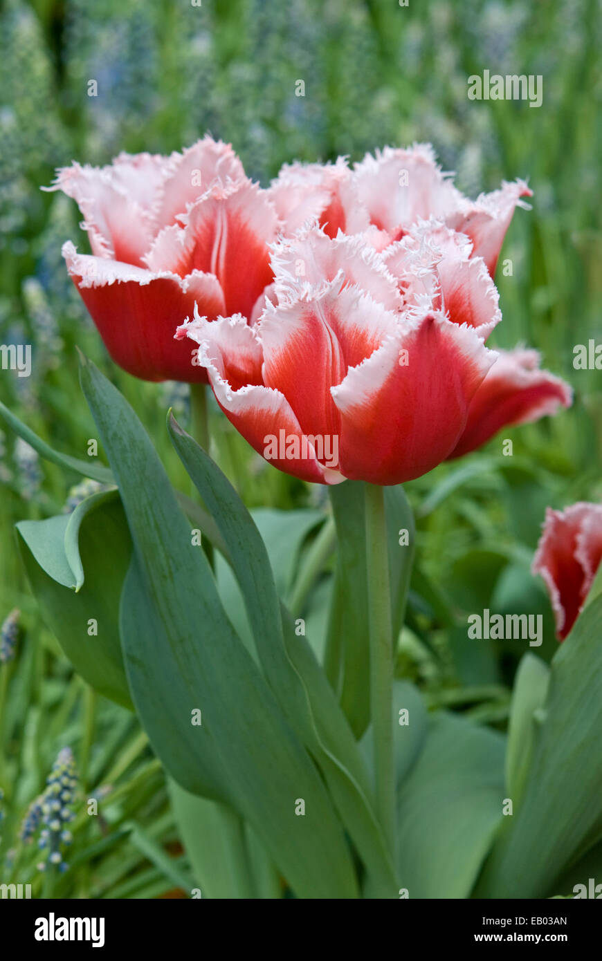 FRINGED TULIP - TULIPA 'CANASTA' Stock Photo - Alamy