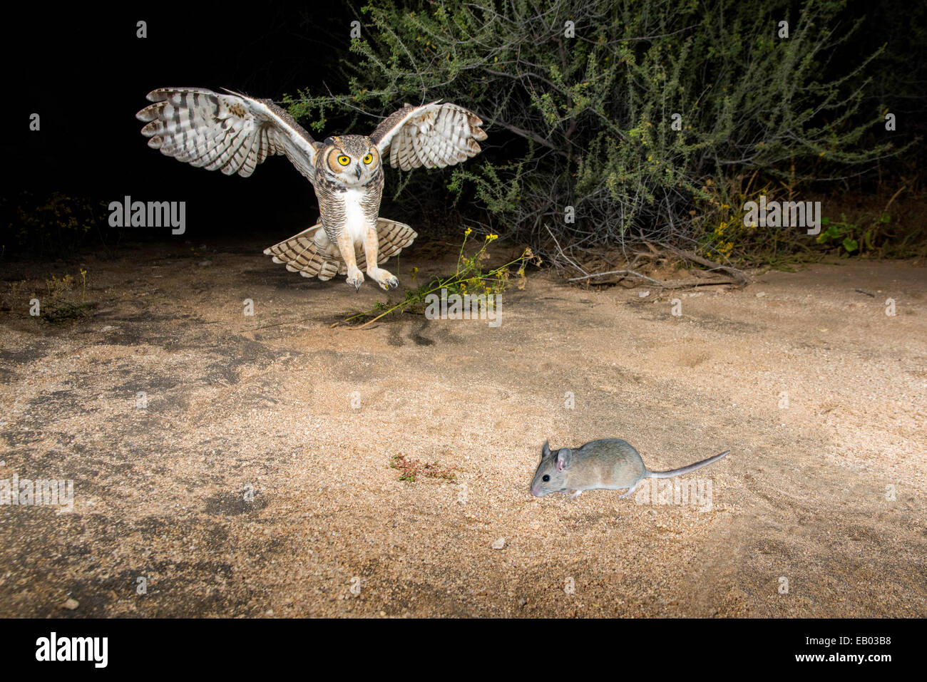 Bird catching insect hi-res stock photography and images - Alamy