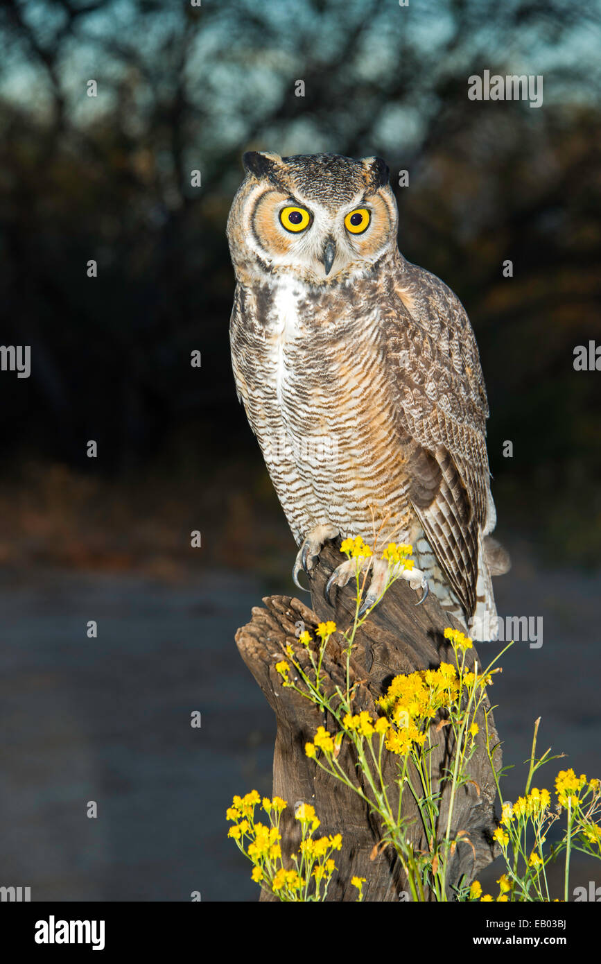 Tucson insects hi-res stock photography and images - Alamy