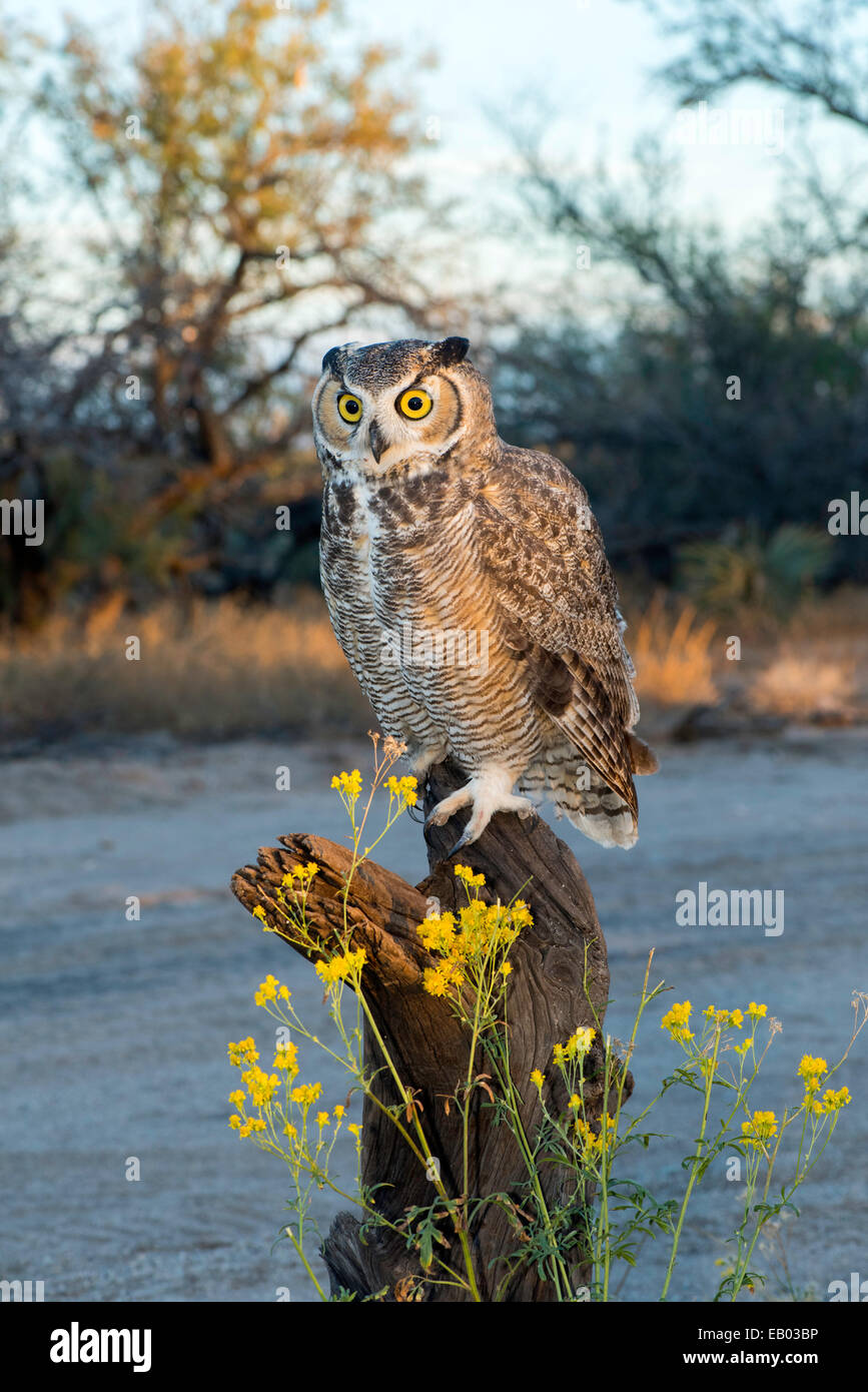 Tucson arizona insects hi-res stock photography and images - Alamy