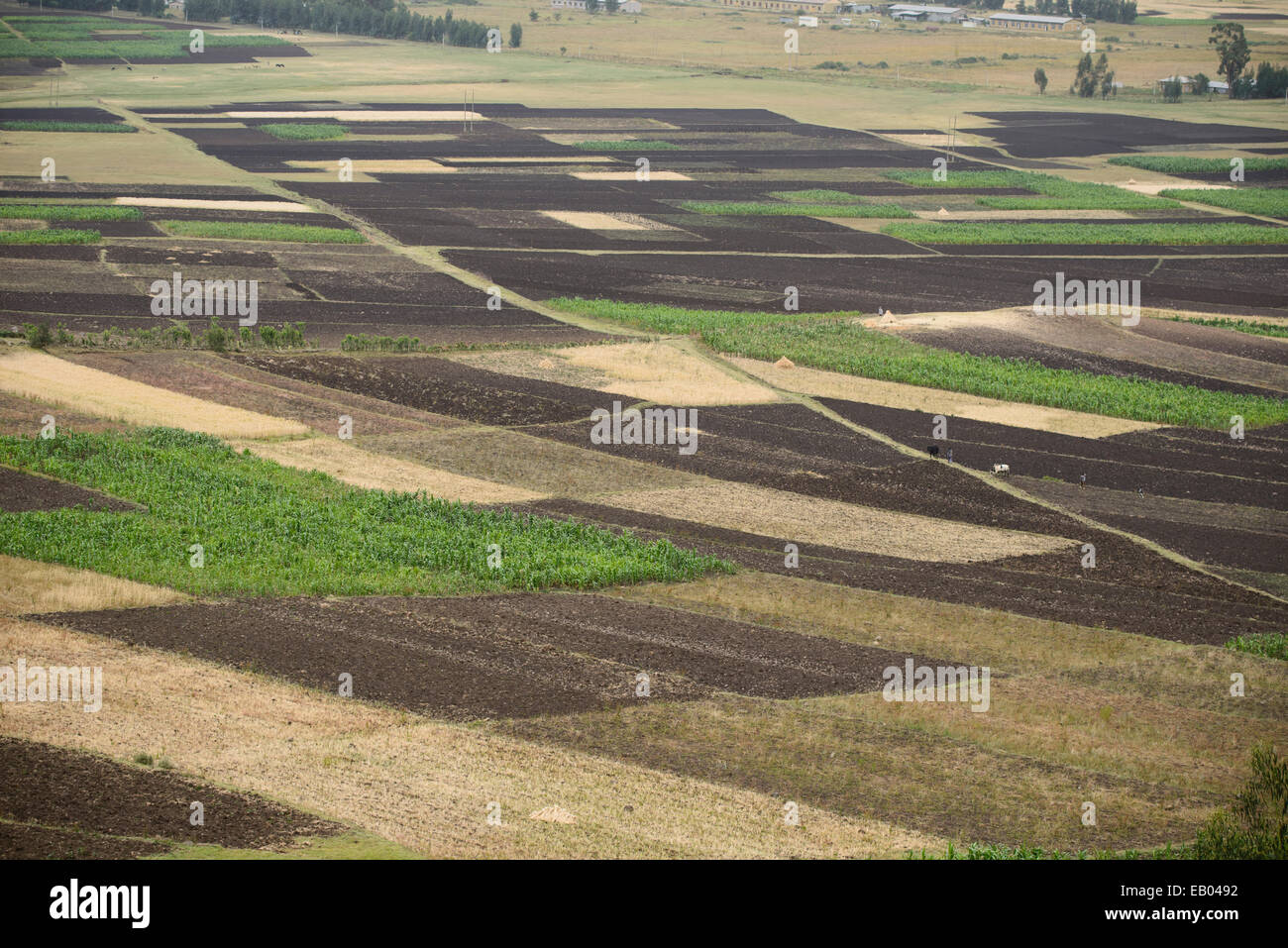 Ethiopia farming hi-res stock photography and images - Alamy